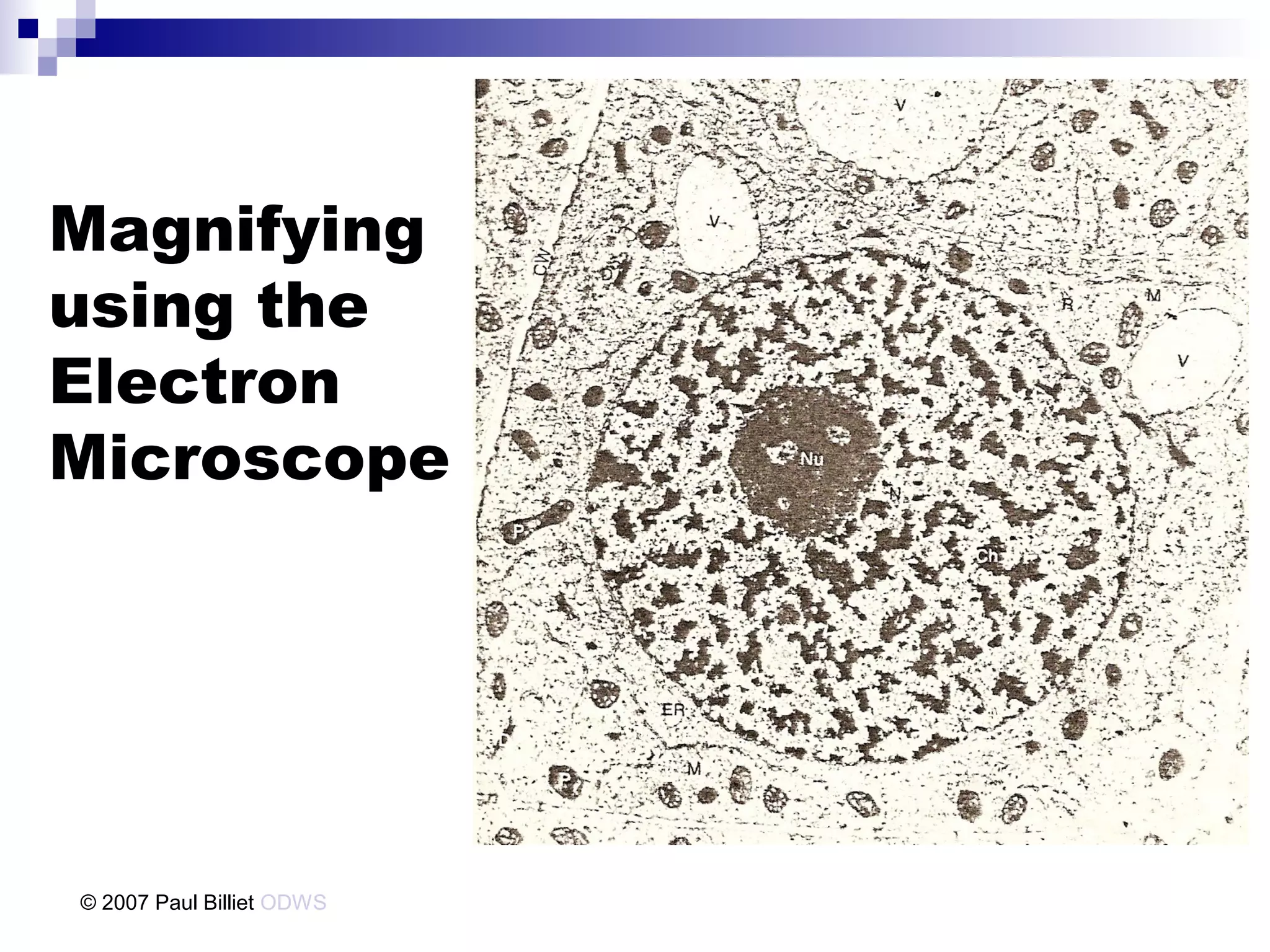 the light_electron microscopy] | PPT