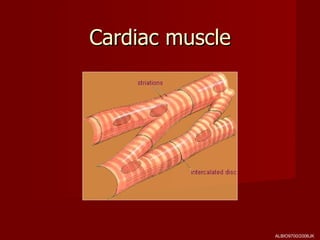 03 The Mammalian Heart | PPT