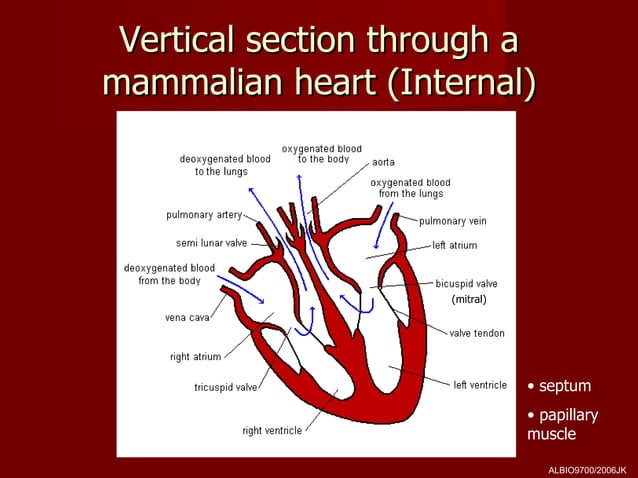 03 The Mammalian Heart | PPT