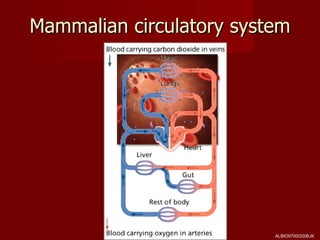 03 The Mammalian Heart | PPT