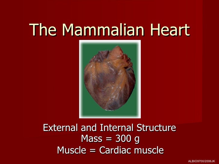 03 The Mammalian Heart