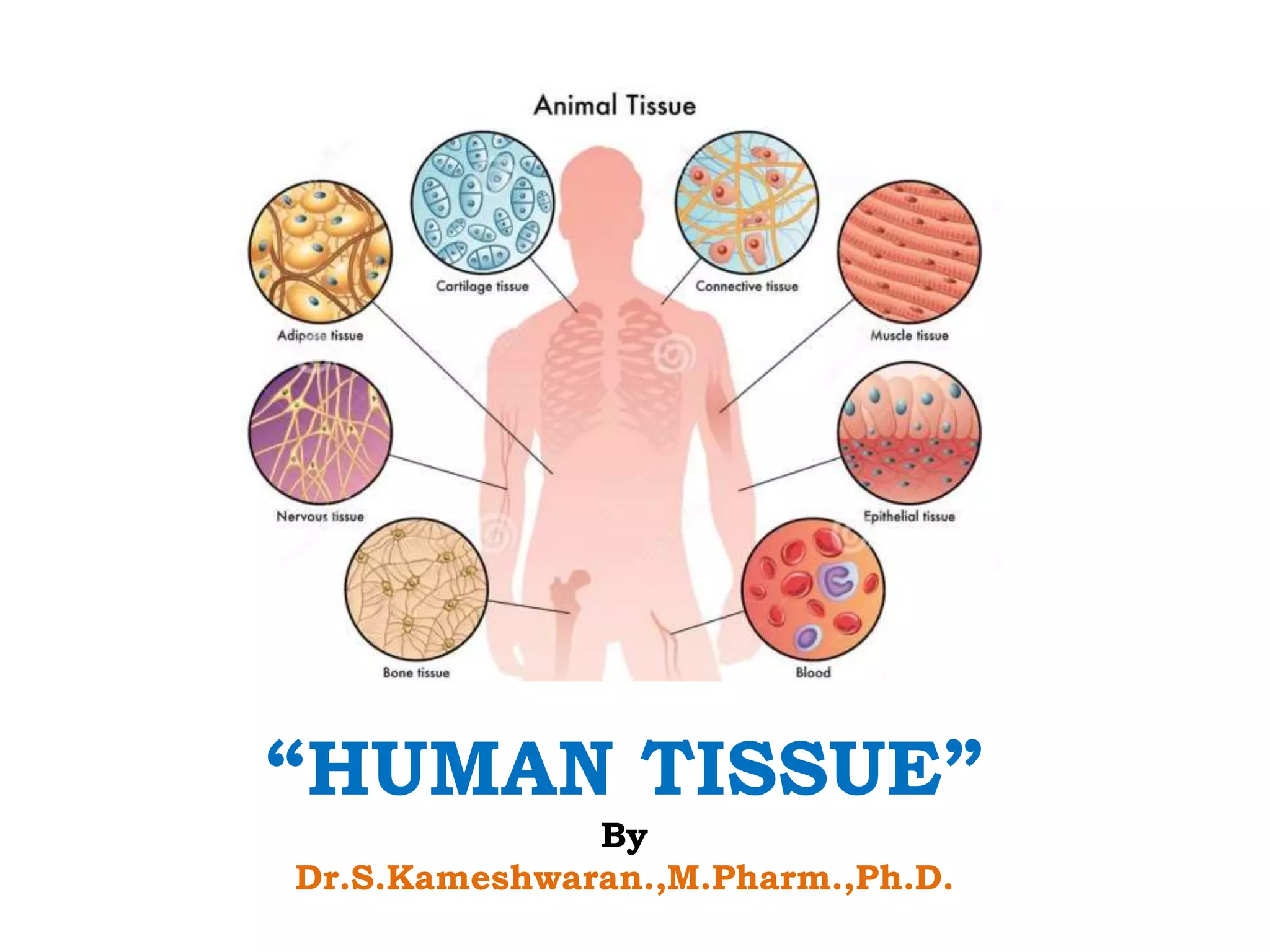 HUMAN TISSUE ANATOMY & PHYSIOLOGY | PPT