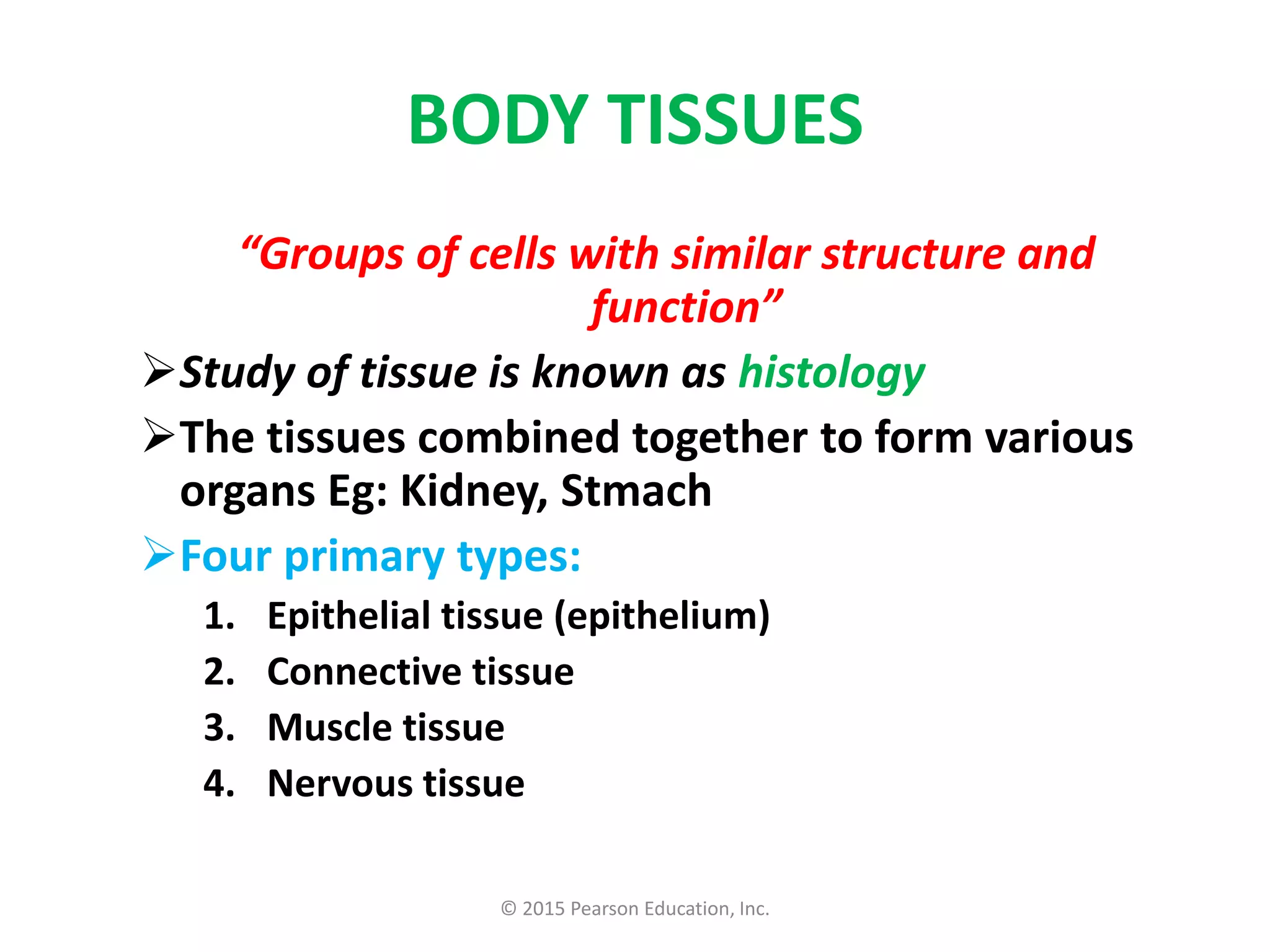 HUMAN TISSUE ANATOMY & PHYSIOLOGY | PPT