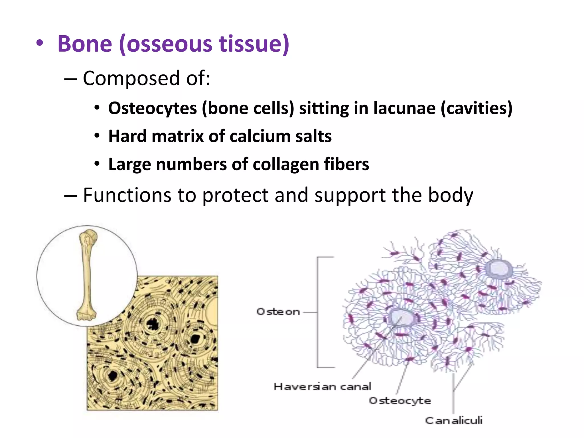 HUMAN TISSUE ANATOMY & PHYSIOLOGY | PPT