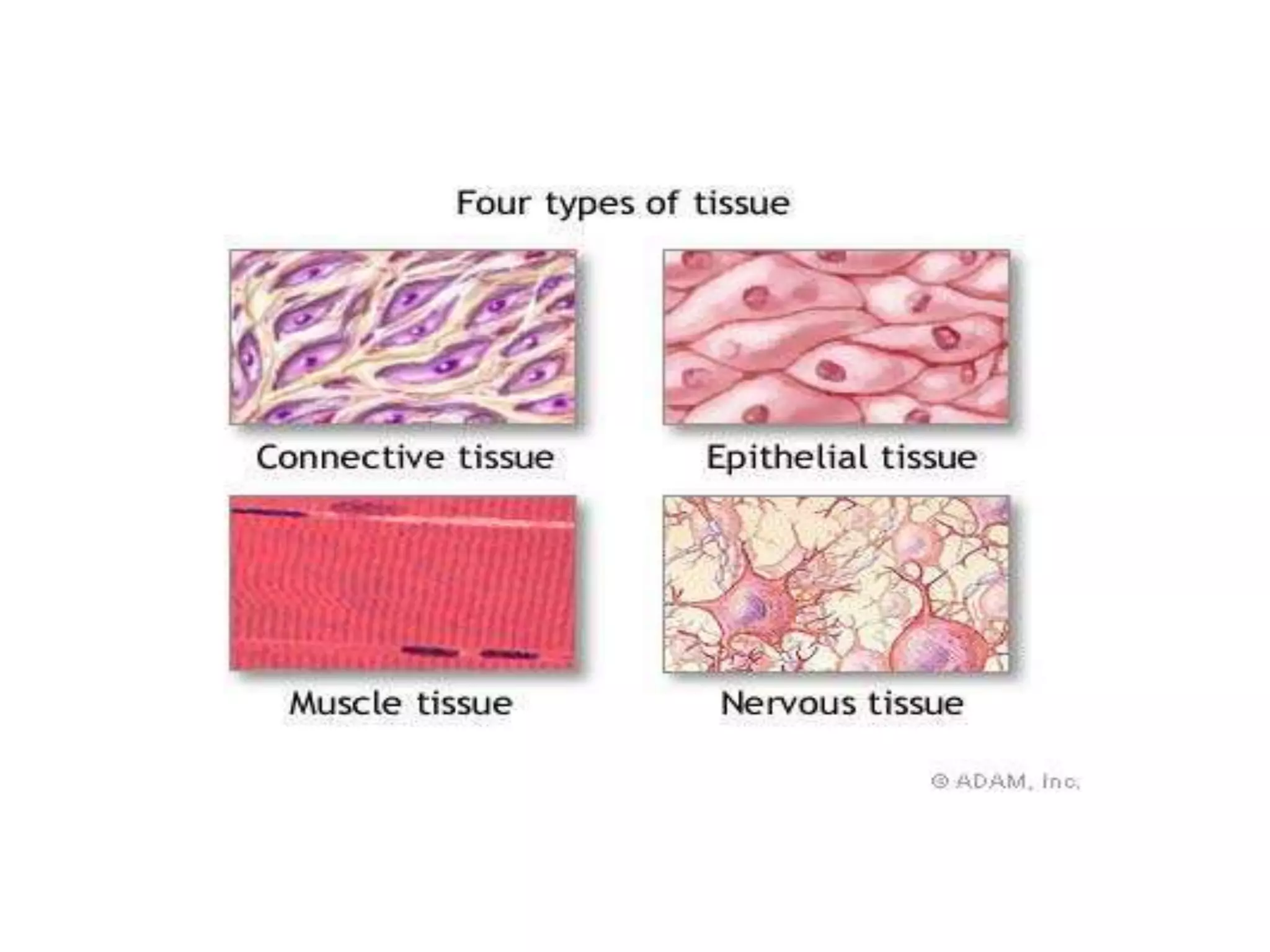 HUMAN TISSUE ANATOMY & PHYSIOLOGY | PPT