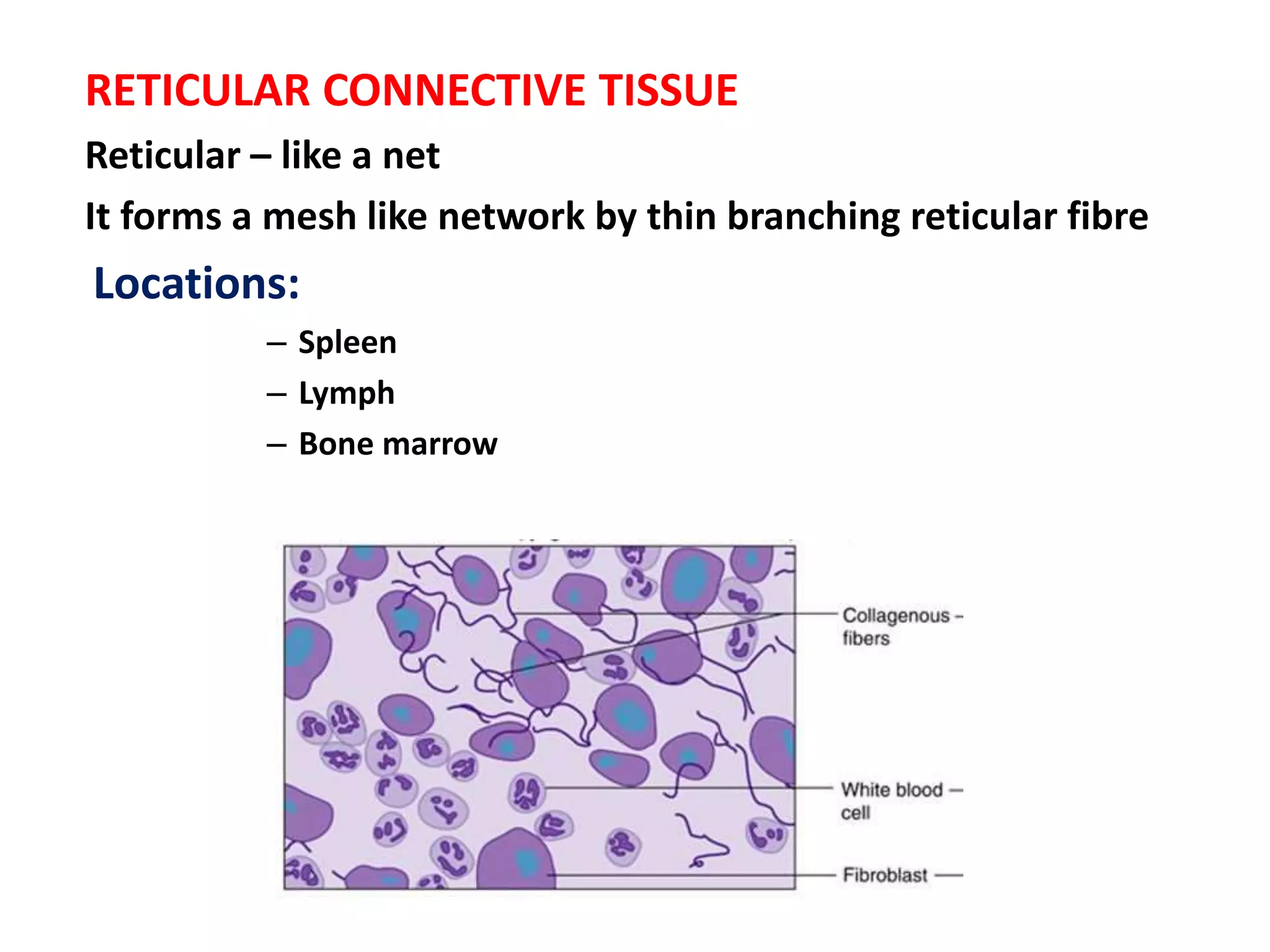 HUMAN TISSUE ANATOMY & PHYSIOLOGY | PPT