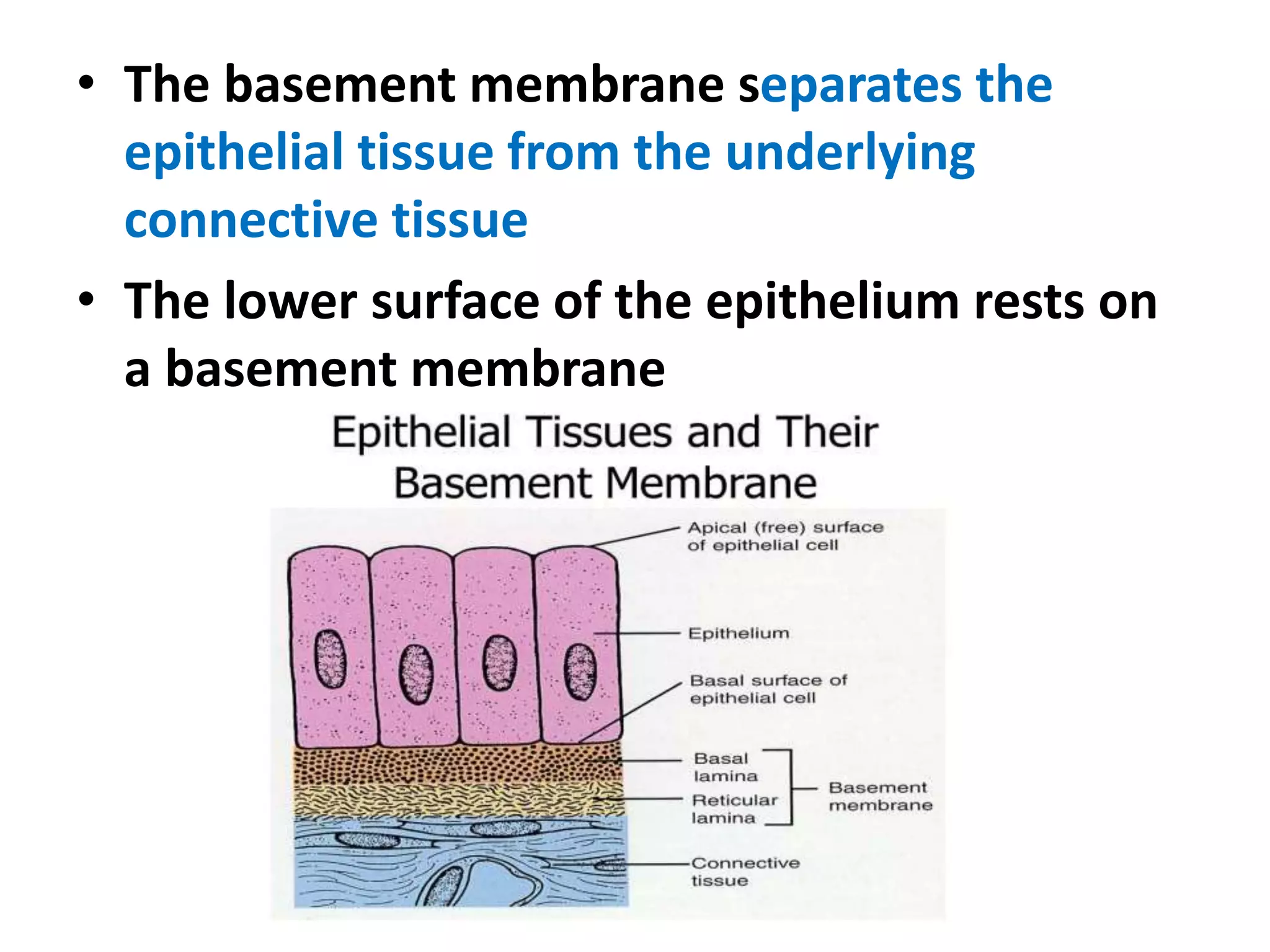 HUMAN TISSUE ANATOMY & PHYSIOLOGY | PPT
