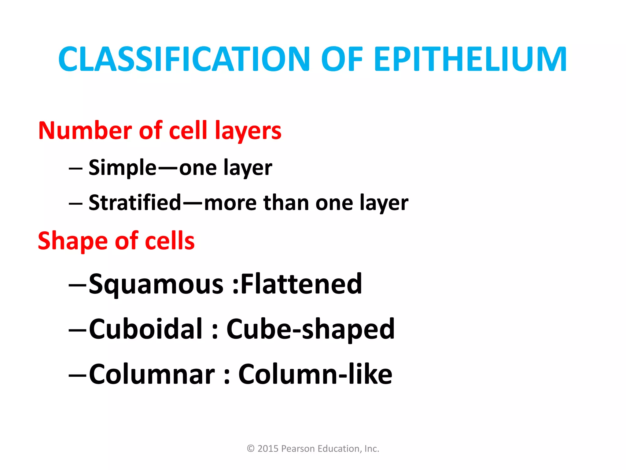 HUMAN TISSUE ANATOMY & PHYSIOLOGY | PPT