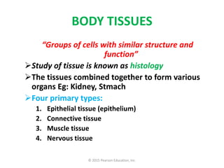 HUMAN TISSUE ANATOMY & PHYSIOLOGY | PPT