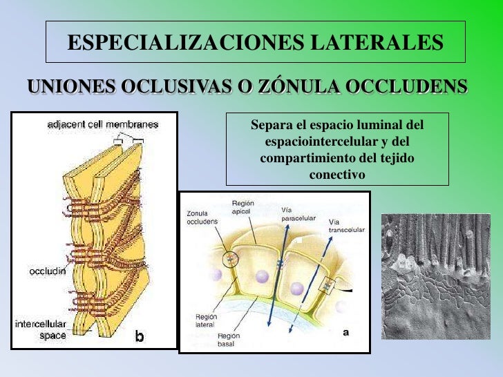 03 unlam tejido epitelial