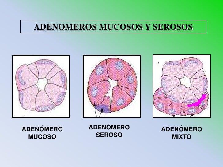 03 unlam tejido epitelial