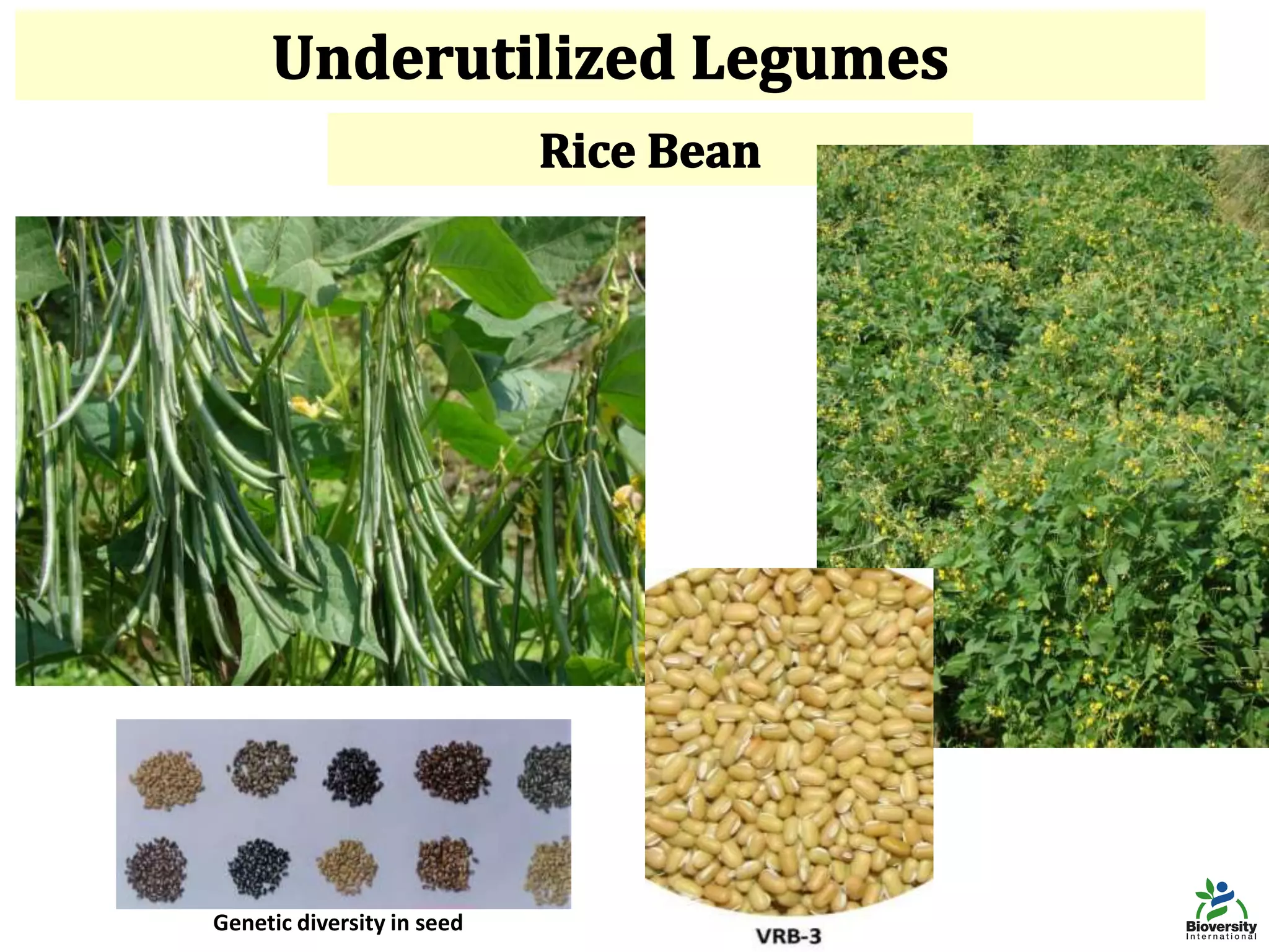 Underutilized Legumes: Global Status, Challenges and Opportunities for Harnessing Potential ...