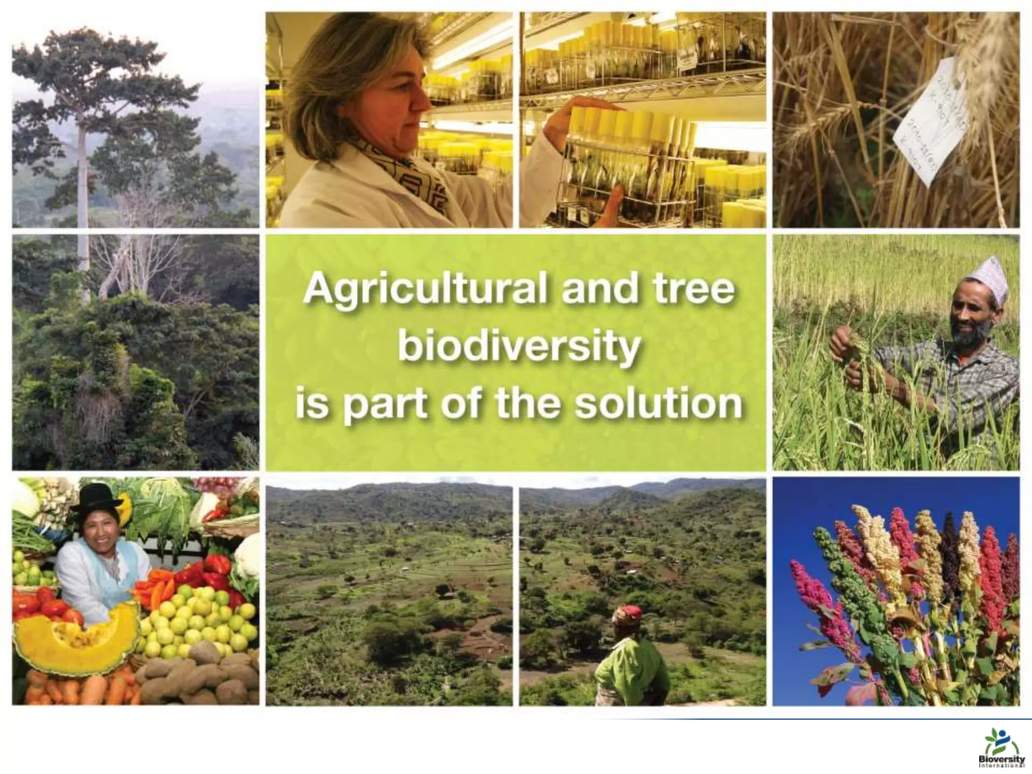 Underutilized Legumes: Global Status, Challenges and Opportunities for ...