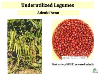 Underutilized Legumes: Global Status, Challenges and Opportunities for ...