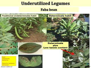 Underutilized Legumes: Global Status, Challenges and Opportunities for ...