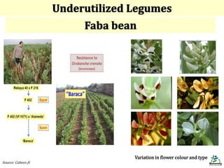 Underutilized Legumes: Global Status, Challenges and Opportunities for ...