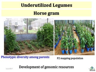 Underutilized Legumes: Global Status, Challenges and Opportunities for ...