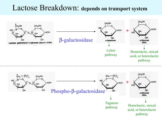 lab carbohydrate metabolism BY SOHAIL SARWAR from University of LHH | PPT