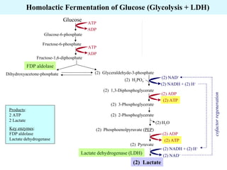 lab carbohydrate metabolism BY SOHAIL SARWAR from University of LHH | PPT