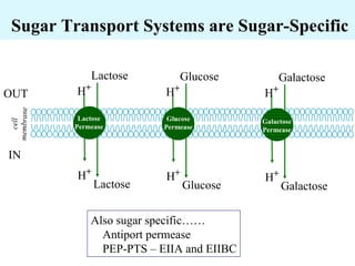 lab carbohydrate metabolism BY SOHAIL SARWAR from University of LHH | PPT