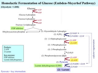 lab carbohydrate metabolism BY SOHAIL SARWAR from University of LHH | PPT