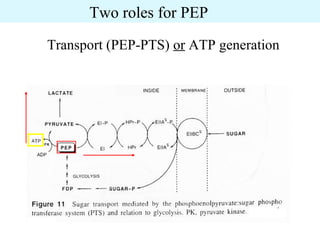 lab carbohydrate metabolism BY SOHAIL SARWAR from University of LHH | PPT
