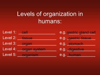 04-01_the_human_body in the realm.of s.ppt