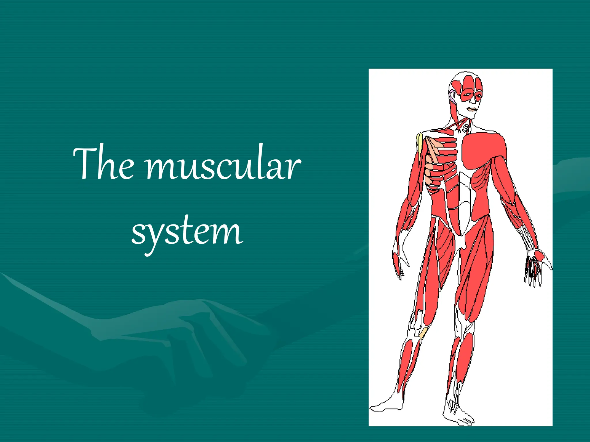 04-04_muscular_system.ppt anatomy and physiology | PPT