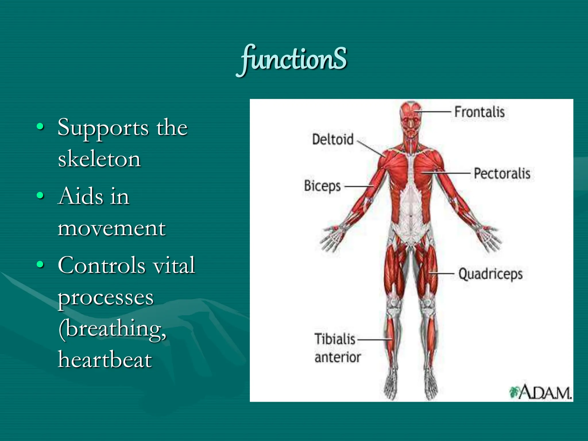 04-04_muscular_system.ppt anatomy and physiology | PPT