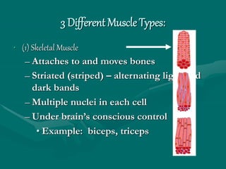 04-04_muscular_system.ppt anatomy and physiology | PPT