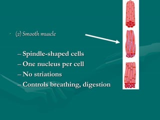 04-04_muscular_system.ppt anatomy and physiology | PPT