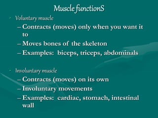 04-04_muscular_system.ppt anatomy and physiology | PPT