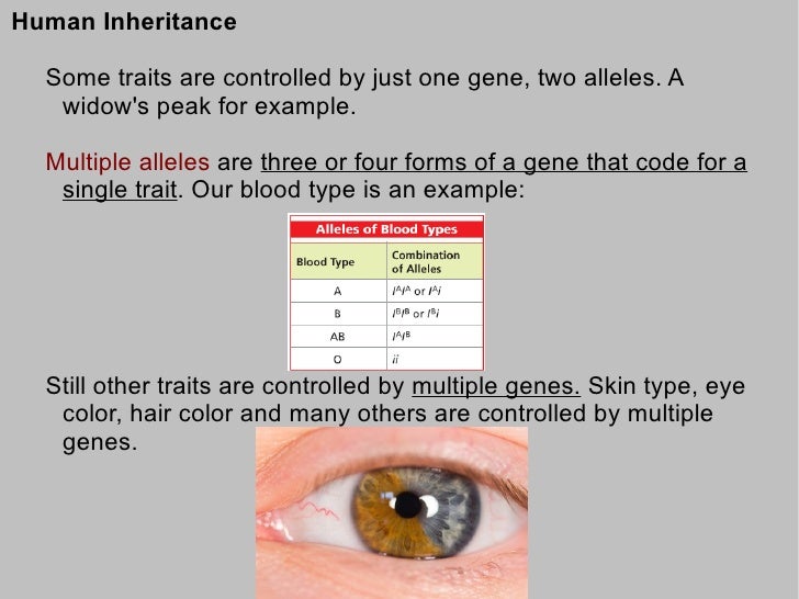 Multiple Alleles Eye Color