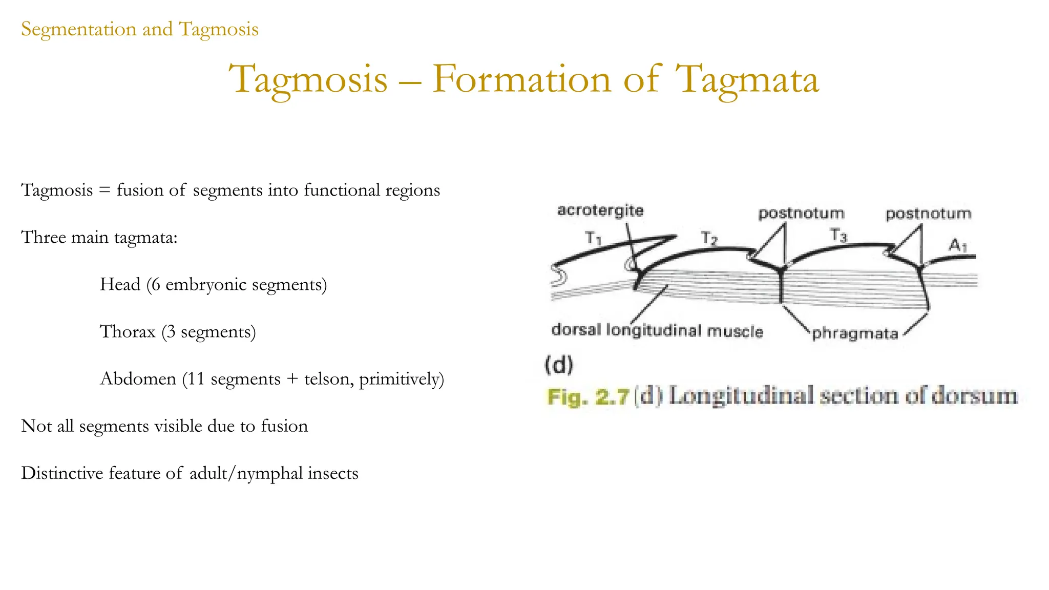 04-09-2025-Chapter 02-Group 3 Insect Anatomy.pptx