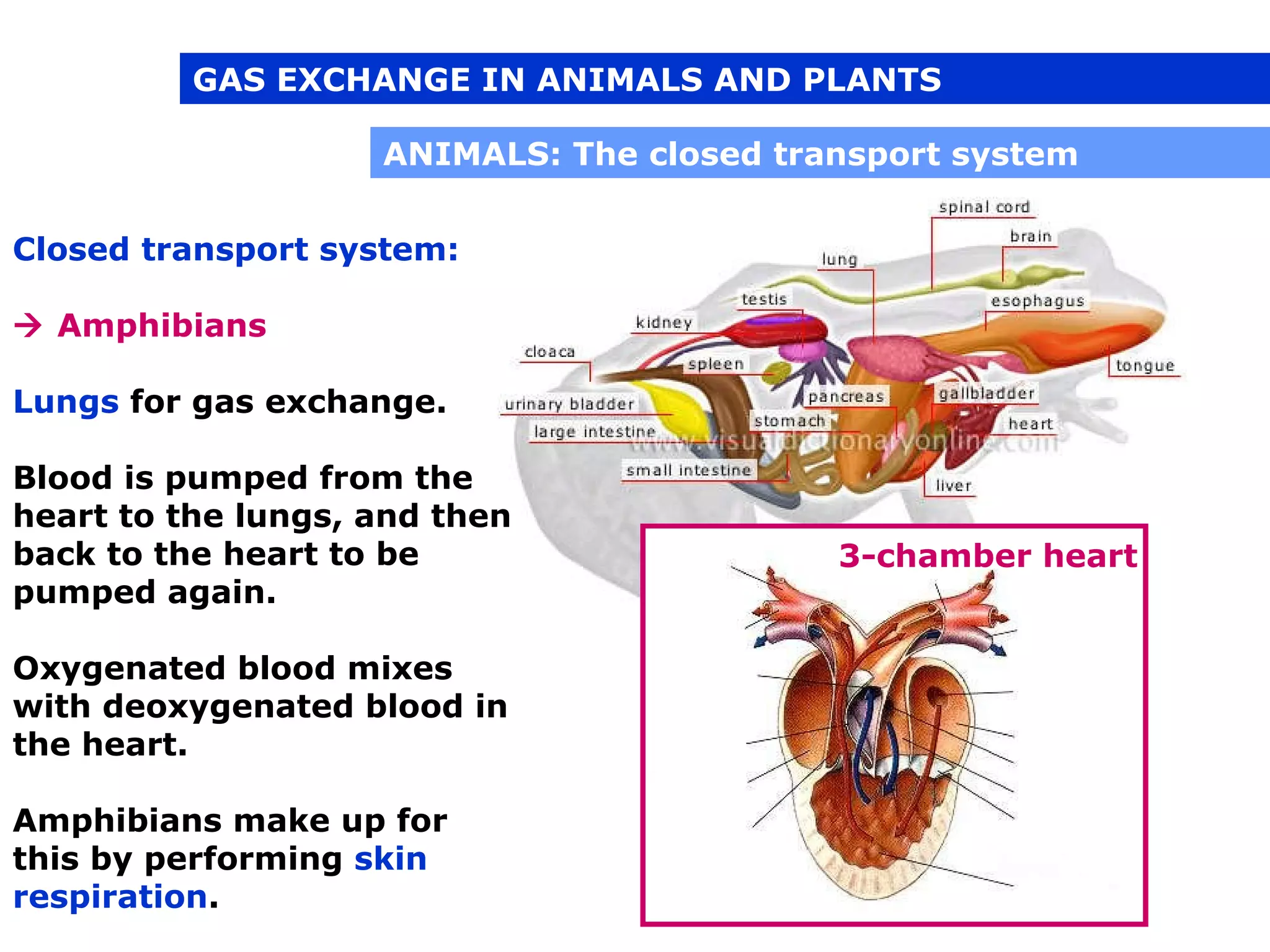 04 1 - respiration in plants and animals | PPT