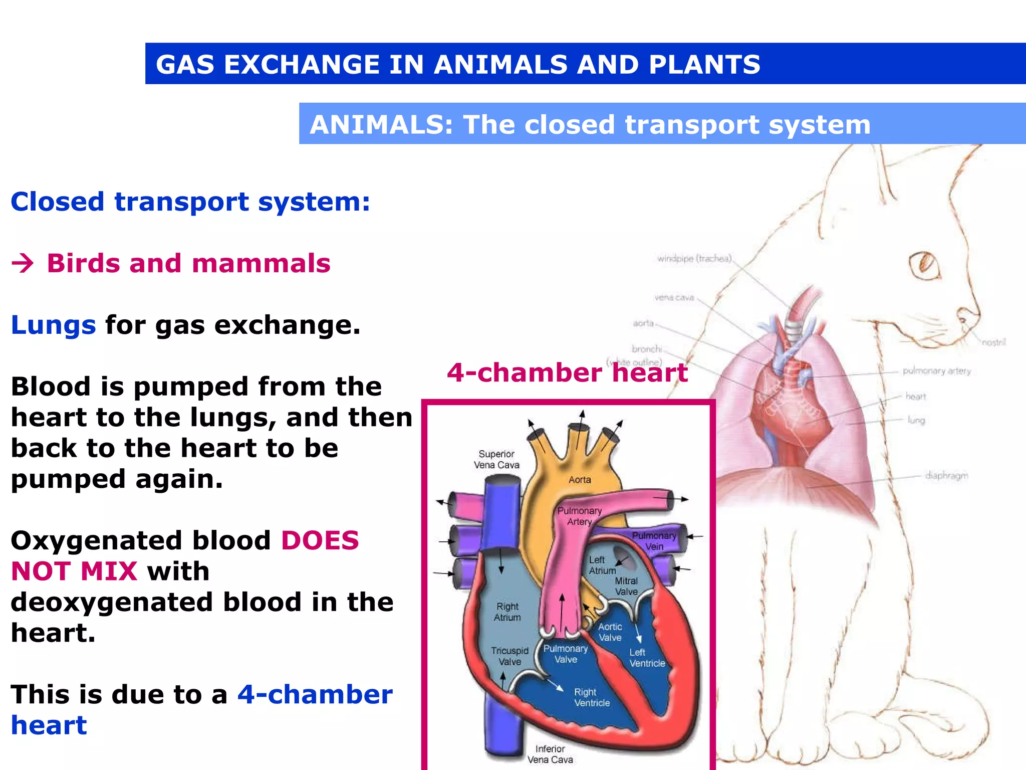 04 1 - respiration in plants and animals | PPT