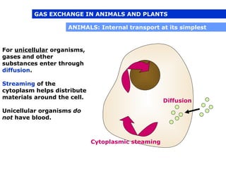04 1 - respiration in plants and animals | PPT