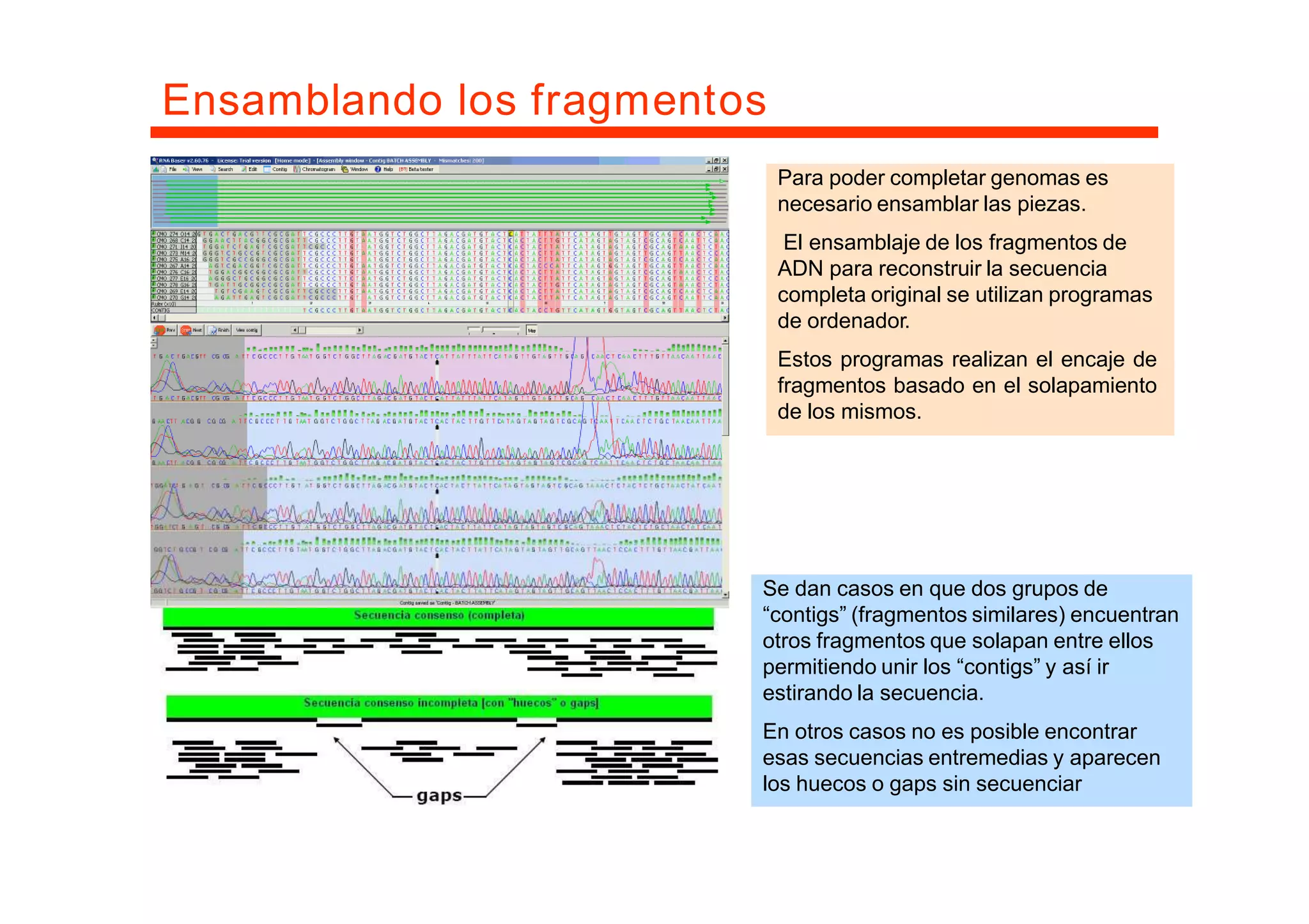 Secuenciación del ADN - Lectura del adn de los organismos | PPT