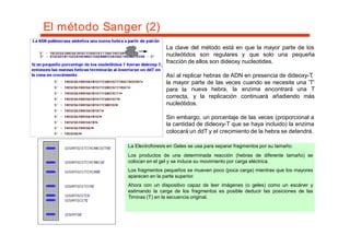Secuenciación del ADN - Lectura del adn de los organismos | PPTX