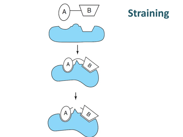 Mechanism of enzyme action | PPTX | Chemistry | Science