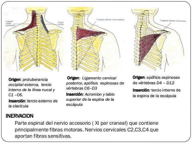 04. smf trapecio prv