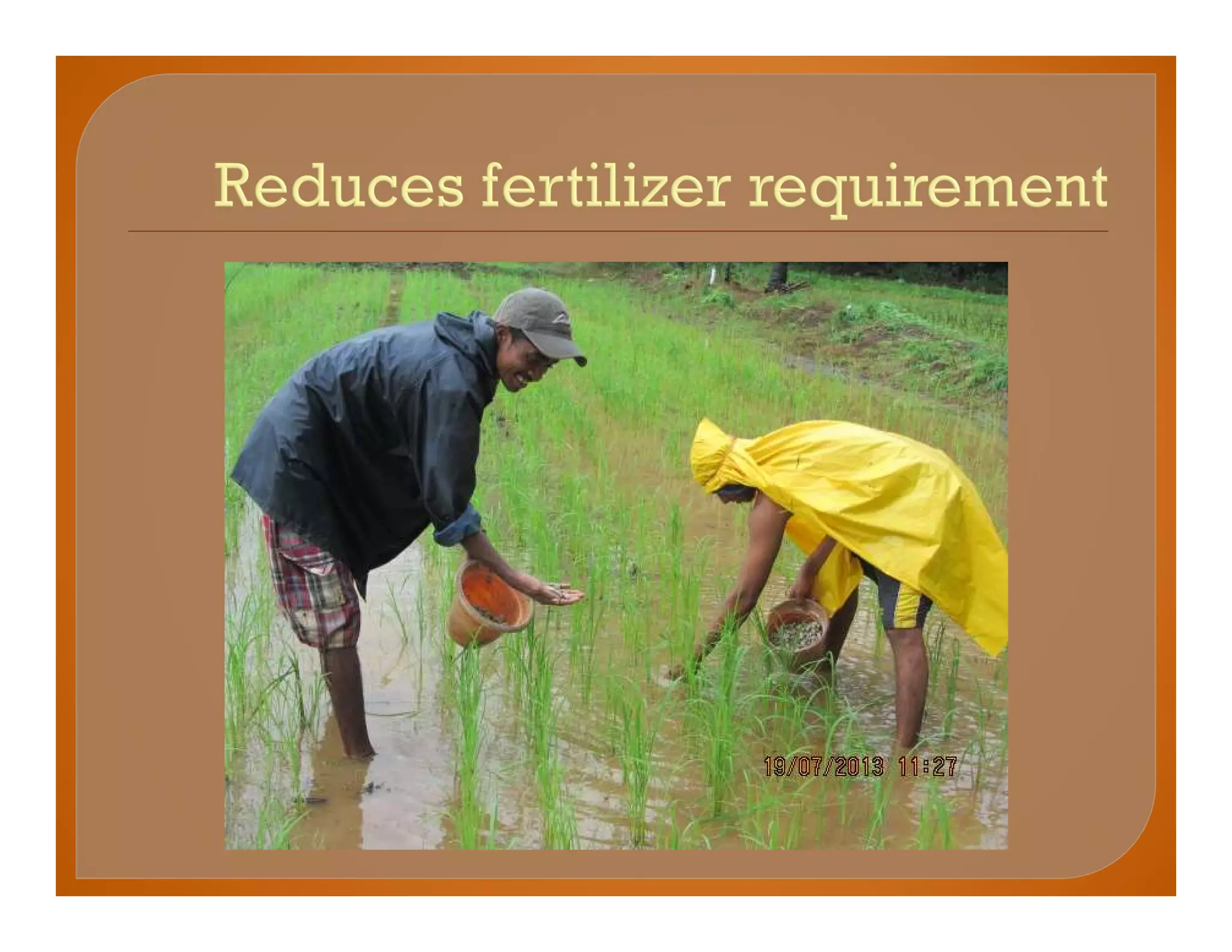 Saguna rice technique (srt) | PDF