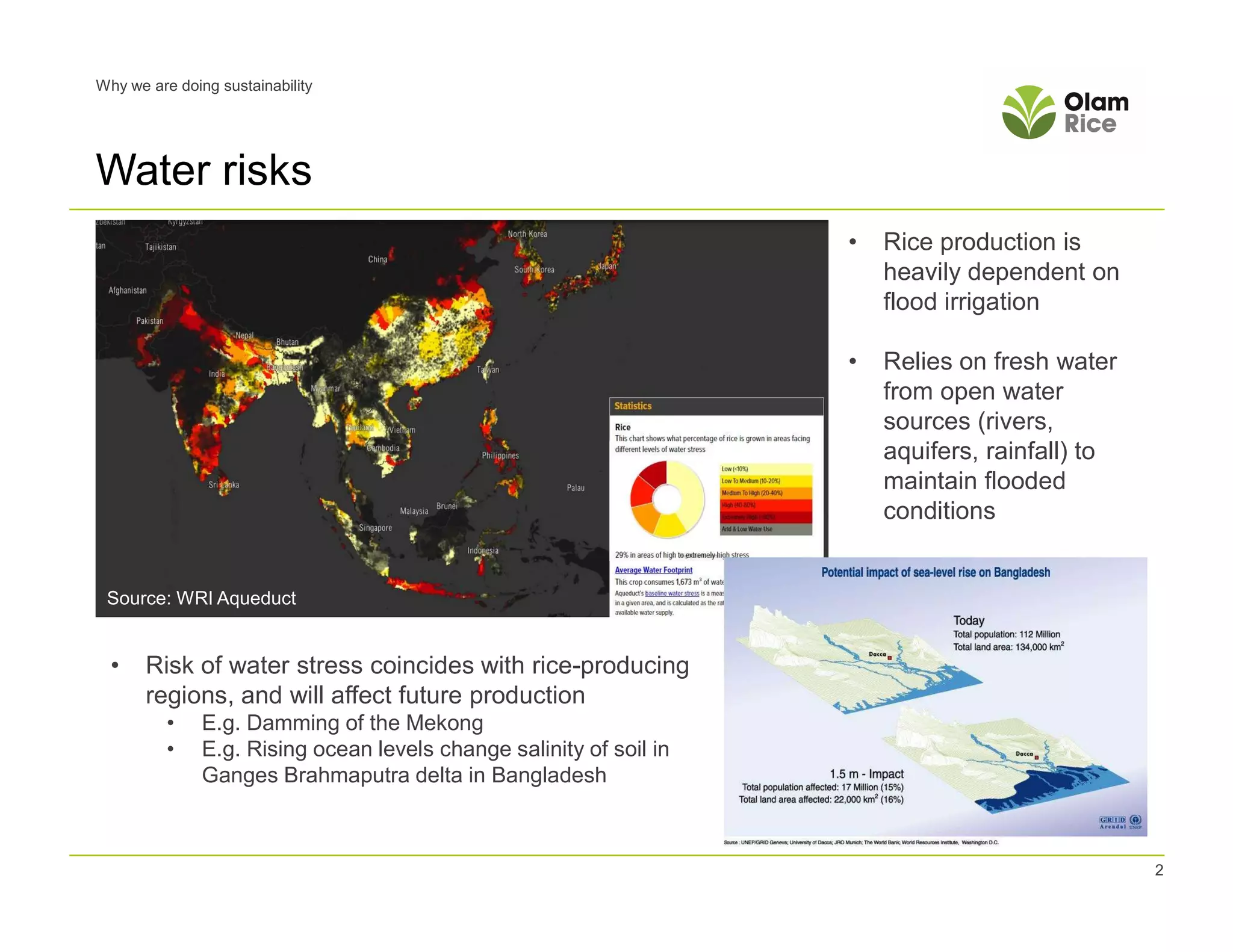 Olam international: Why Sustainable Rice? | PPT | Free Download