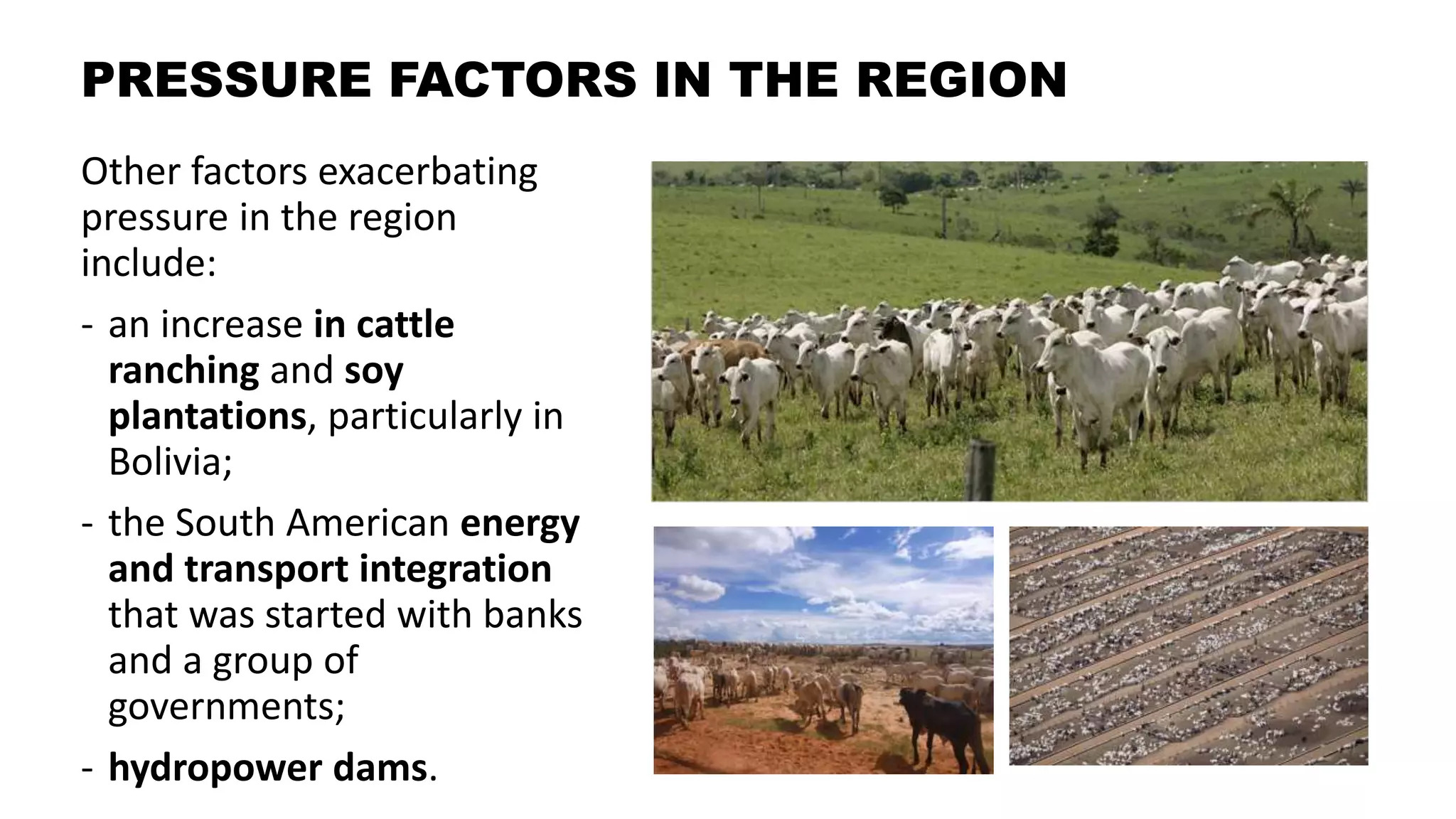 SUSTAINABILITY - THE DEFORESTATION OF THE AMAZON BASIN | PPTX