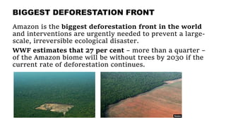 SUSTAINABILITY - THE DEFORESTATION OF THE AMAZON BASIN | PPT