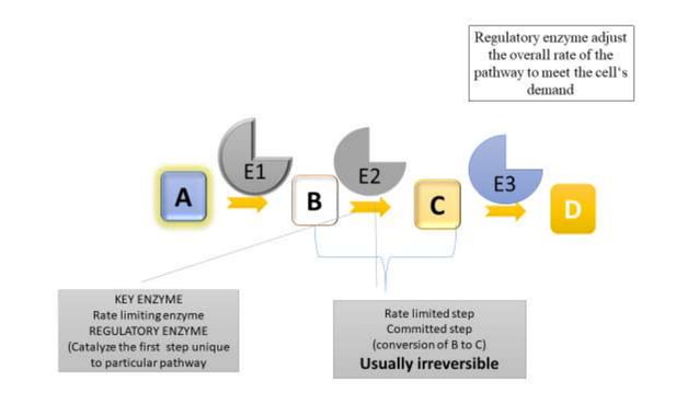 04. Regulatory Enzymes.pptx | Endocrine and Metabolic Diseases ...