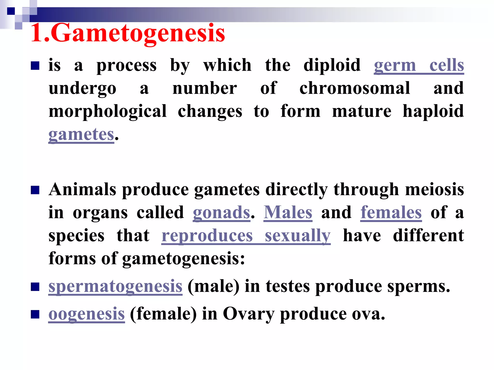 04.PhasesofEmbryonicdevelopment.ppt