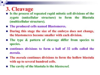 04.PhasesofEmbryonicdevelopment.ppt