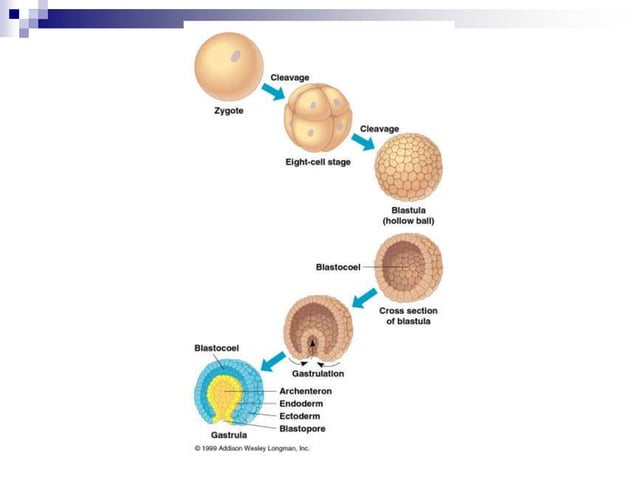 04.PhasesofEmbryonicdevelopment.ppt | Infertility | Reproductive Health
