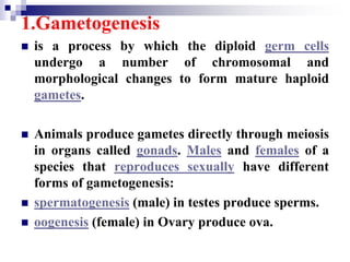 04.PhasesofEmbryonicdevelopment.ppt